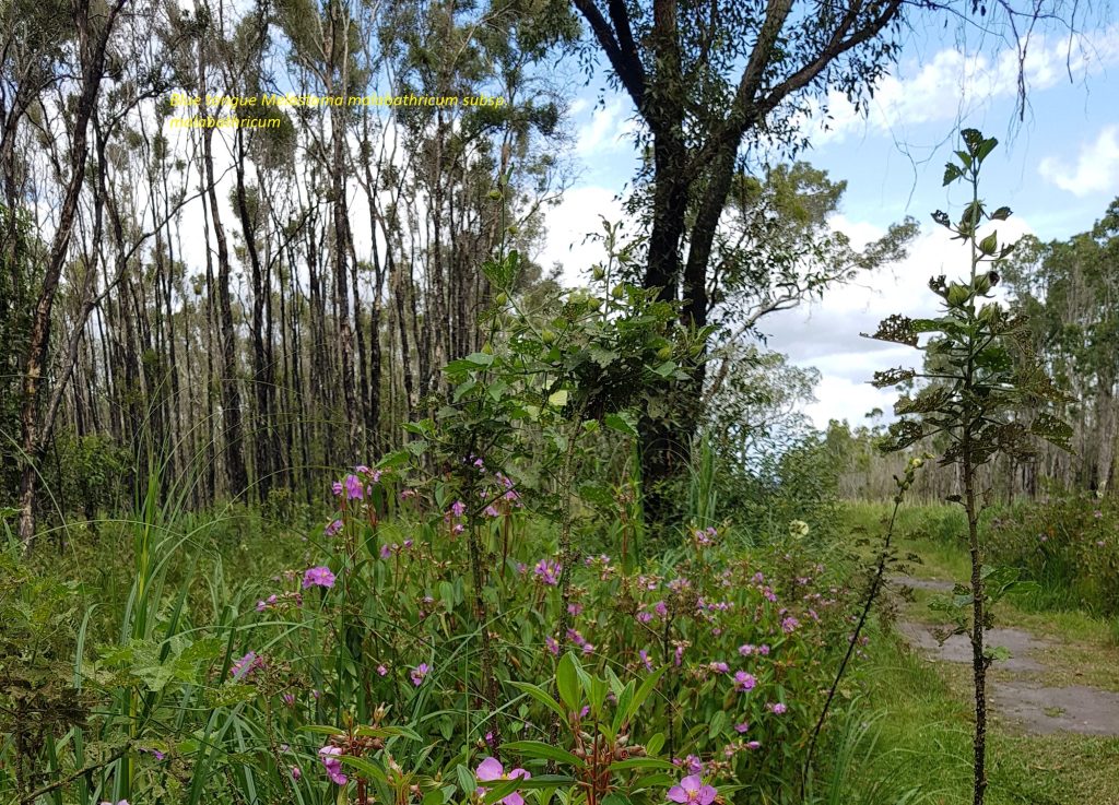 Plant Vegetation Types
