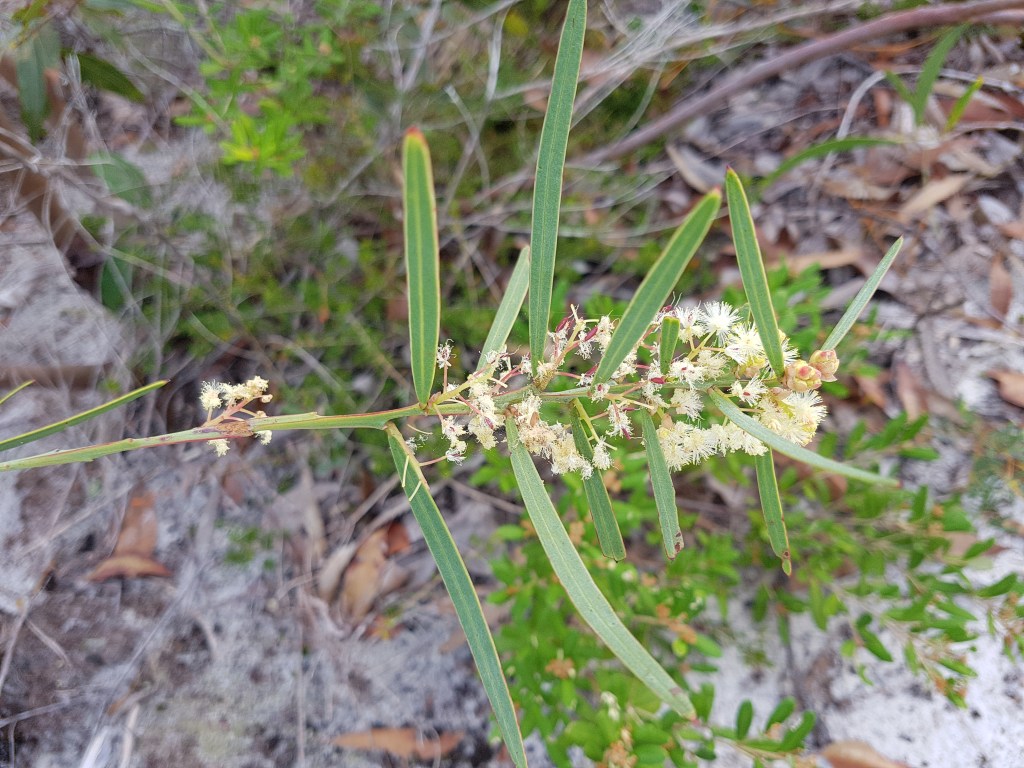 Plants – dry heath
