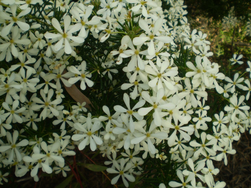 Plants – dry heath