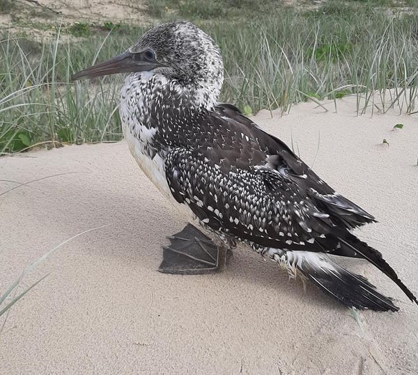 Seabirds, Shorebirds and Waders