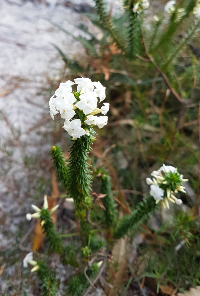 Plants – dry heath