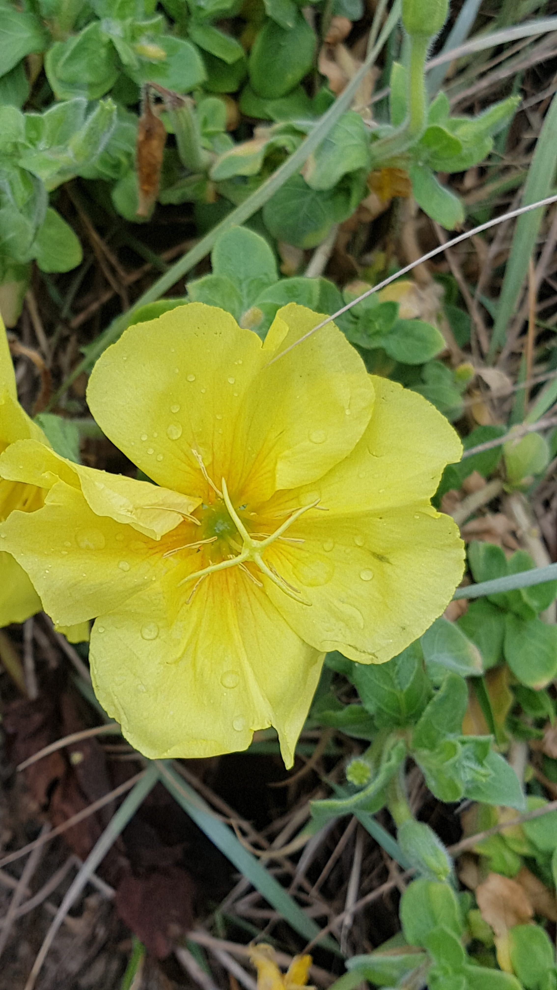 Beach Primrose Oenothera drummondii