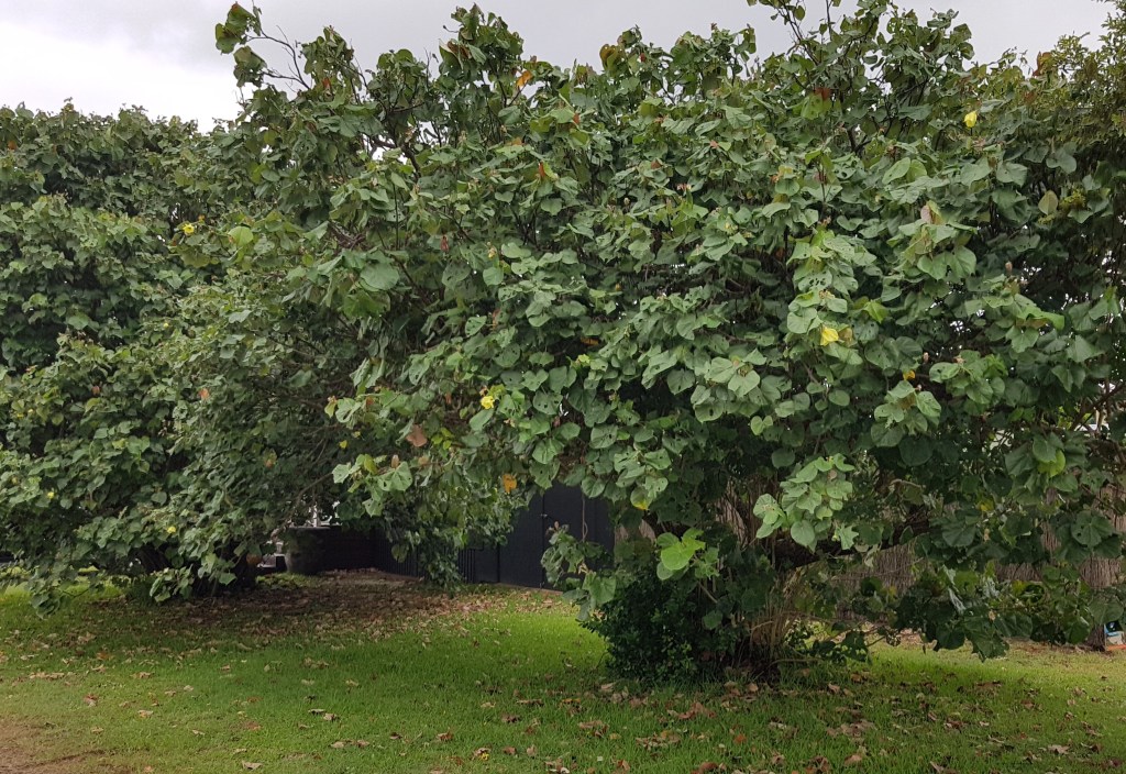 Plants – seacoast new
