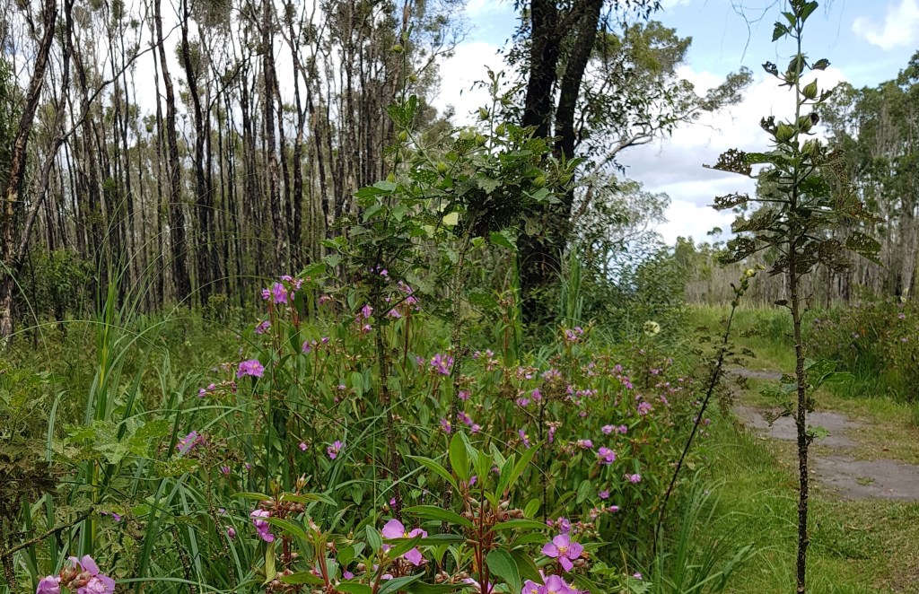Wallum woodlands
