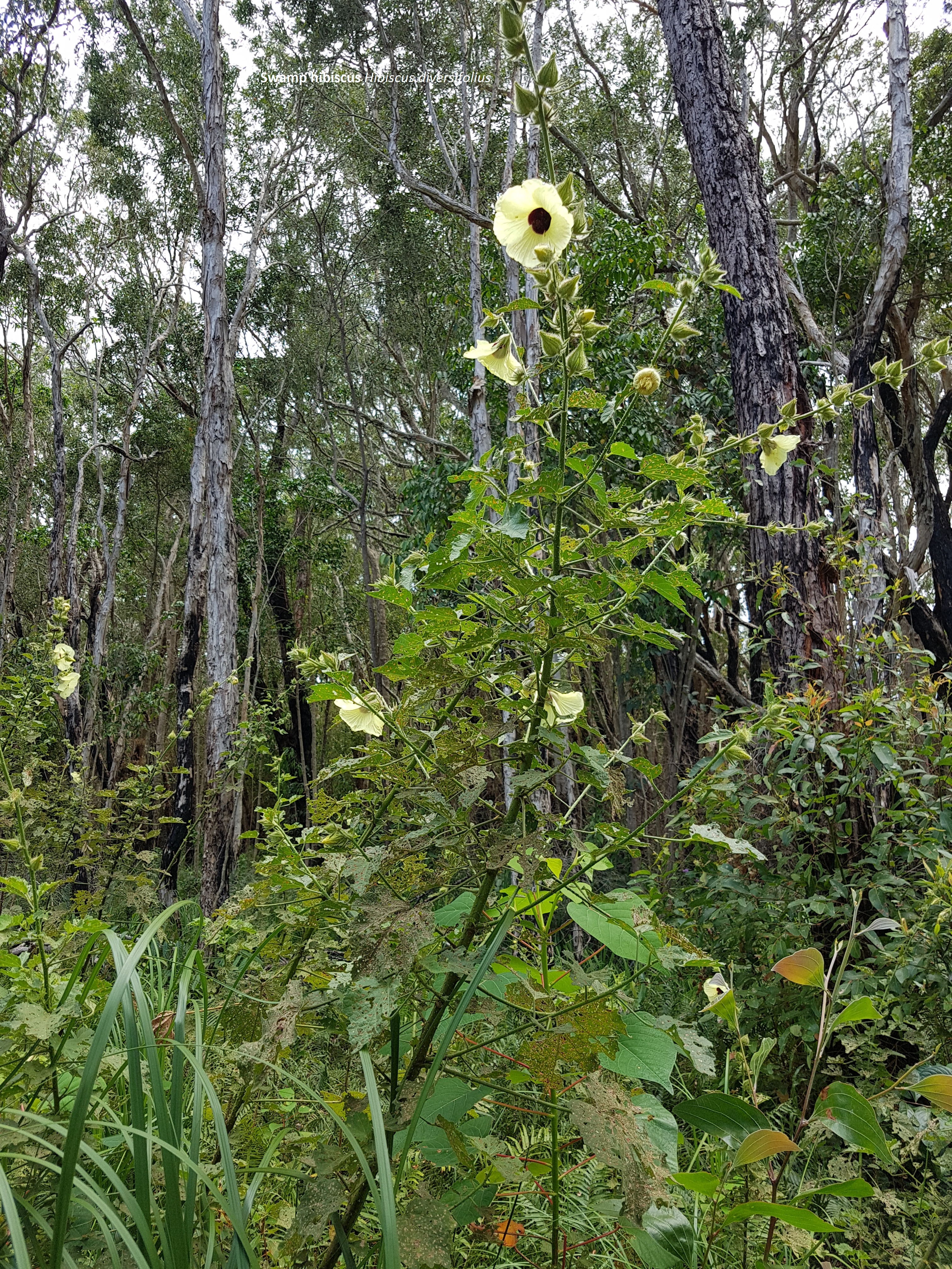Wallum woodlands