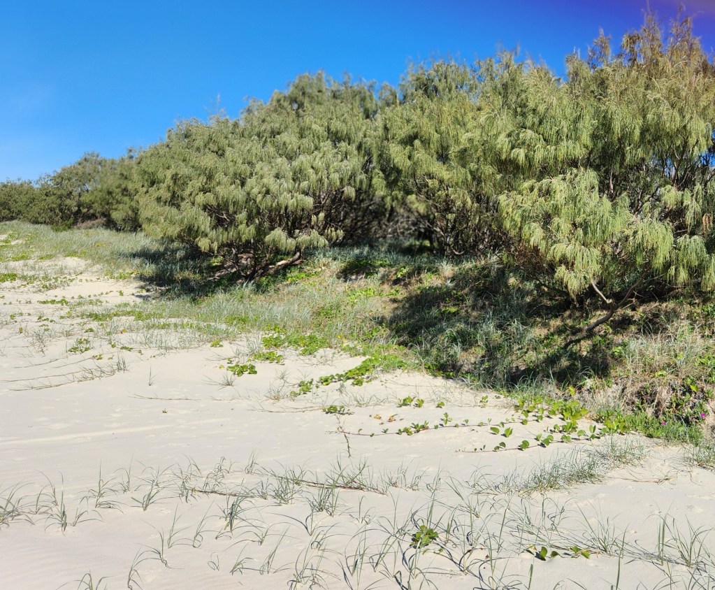 Plants – seacoast new